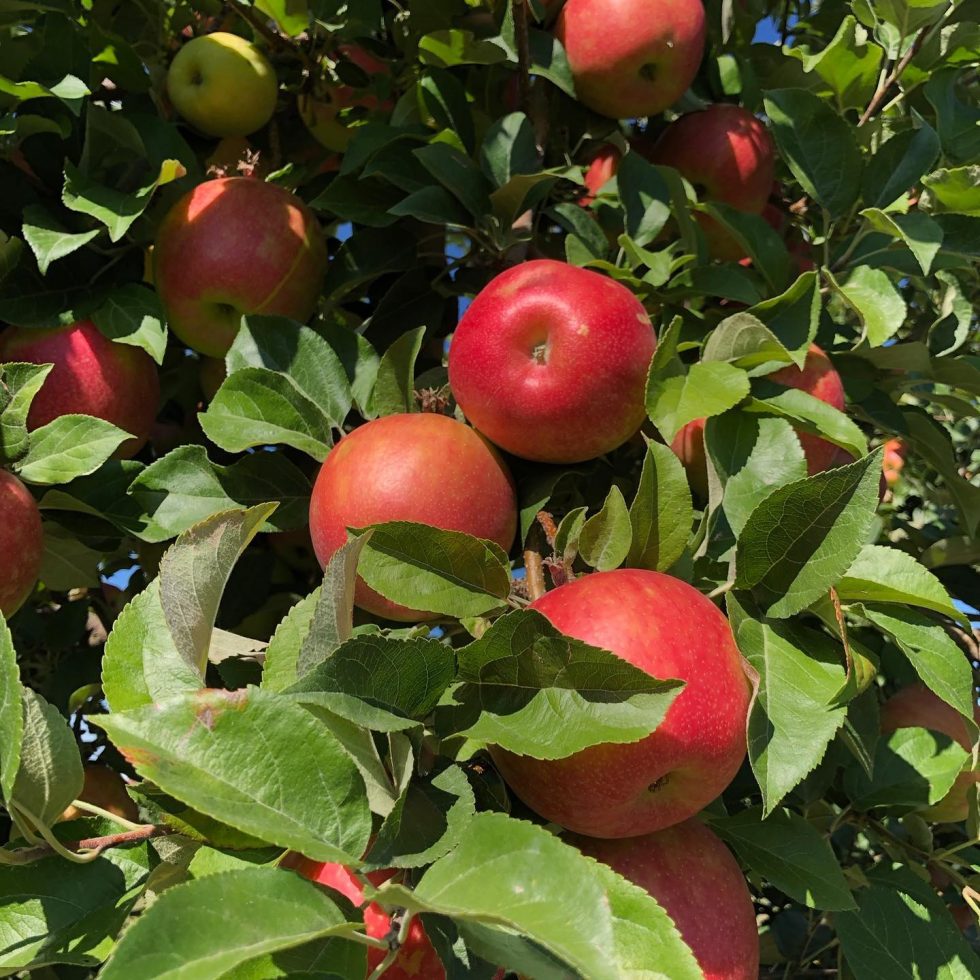 Festivals | Walters Fruit Ranch