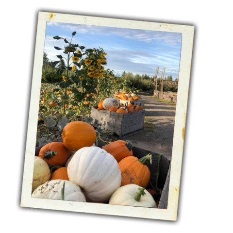 Walters Fruit Ranch | Where Fun Grows